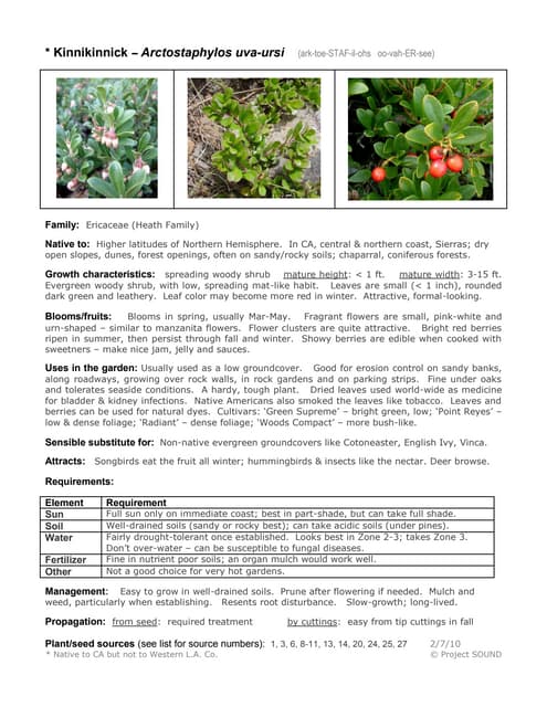 Sambucus nigra 'variegata' label | PDF