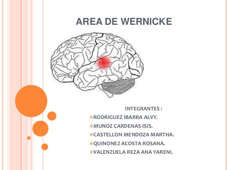 Wernickes Area Brodmann