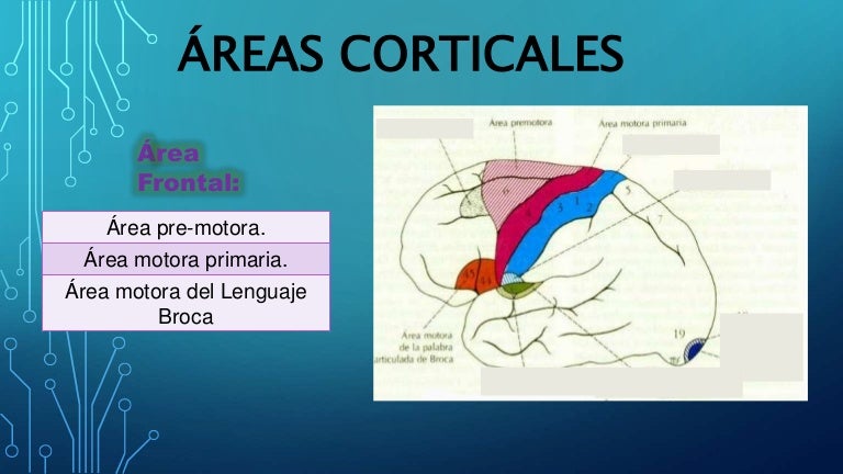Areas Corticales De La Corteza Cerebral
