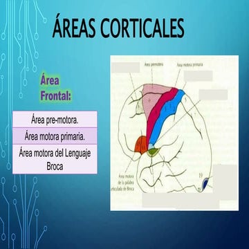 Areas corticales de la corteza cerebral. | PPTX