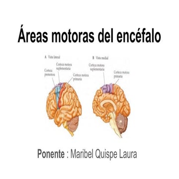 Areas motoras del encefalo ( Sist. Nervioso).pptx