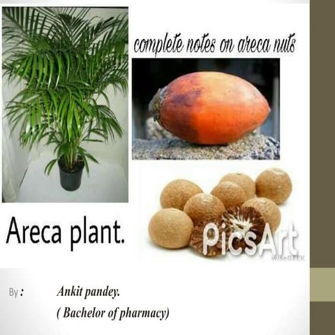 Areca Nut Family Karnataka: Miscreants Cuts Over 1500 Areca Nuts Tree