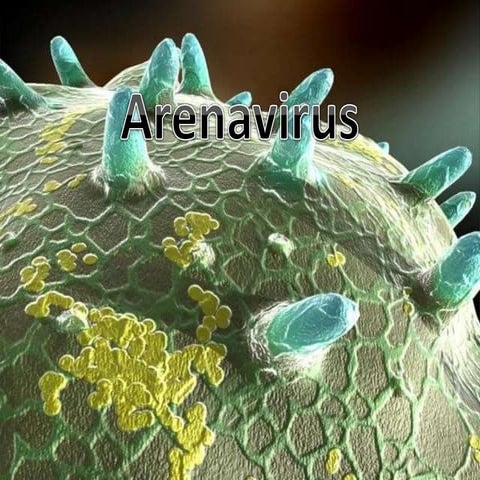 Arenavirus | PPTX