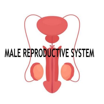 Male reproductive system of animal | PPTX