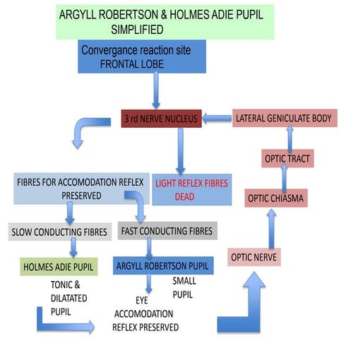 Argyll robertson & holmes adie pupil simplified | PPTX