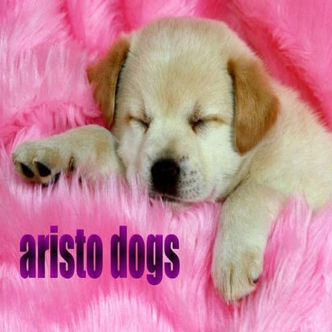 Aristo Dogs | PPS