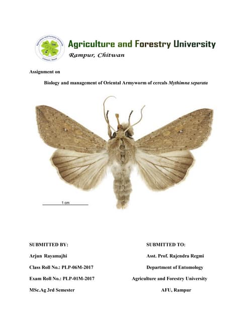 Rice case worm | PPT