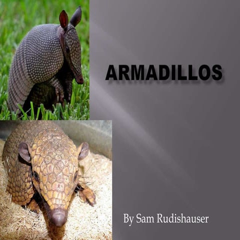 Armadillos | PPTX