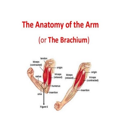 Arm anatomy.pptx for first year mbbs complete arm Anatomy | PPTX