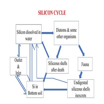 Comprehensive Overview of Biogeochemical Cycles: Carbon, Nitrogen ...