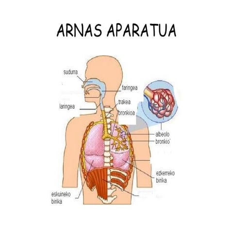 Arnas aparatua | PPT