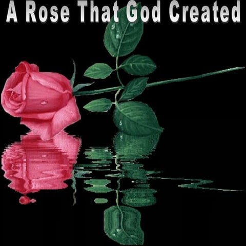 A Rose That God Created | PPT
