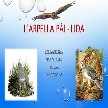 Arpella pàl·lida | PPTX