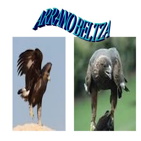 Arranoa | ODP