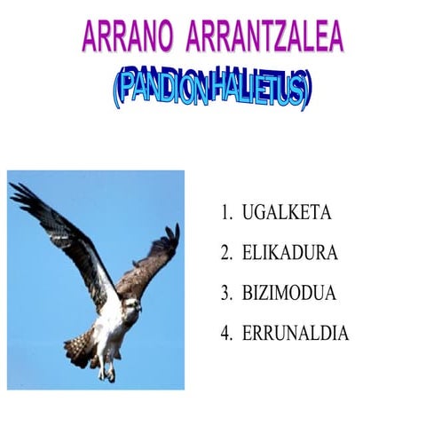 Arranoa | PPT