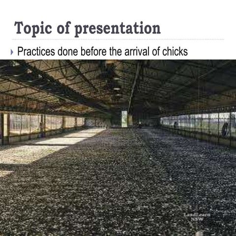 Arrival of chicks | PPTX