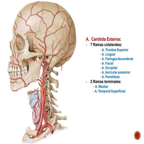 arteria facial.pptx
