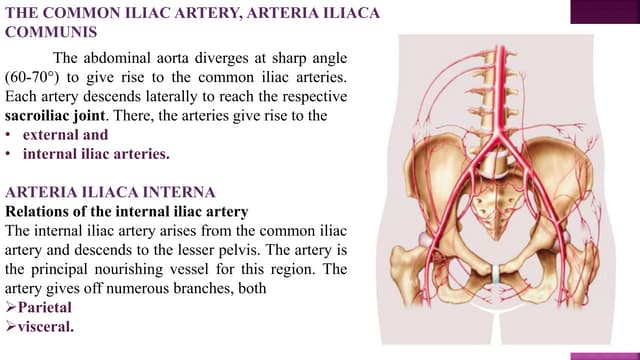 Vessels of the pelvis | PDF