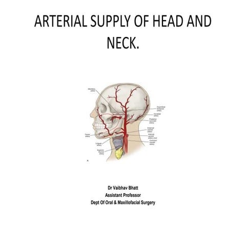 Anatomy of the external carotid artery (ECA) | PPT