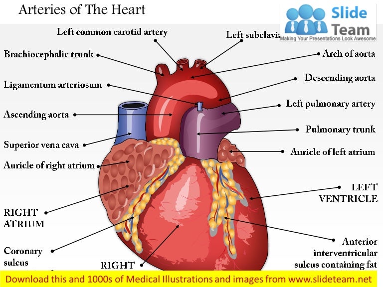 Arteries of the heart medical images for power point