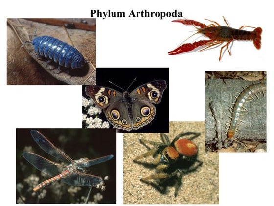 Phylum arthropoda | PPT