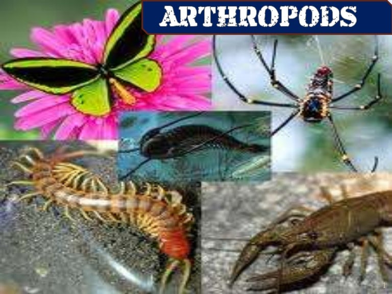 Arthropods 2013