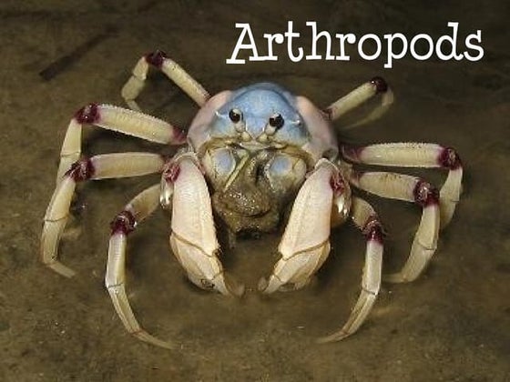 CH 28 Introduction To Arthropods | PPT