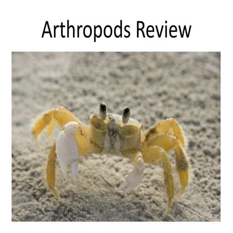 Unit 24 Arthropods | PPTX