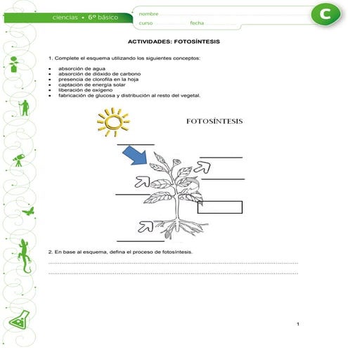 Hoja De Trabajo Con Diagramas De Fotosíntesis, Respuestas Y Claves