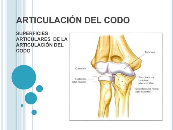Anatomía De La Superficie Del Codo Articulación Del Codo: Anatomía,