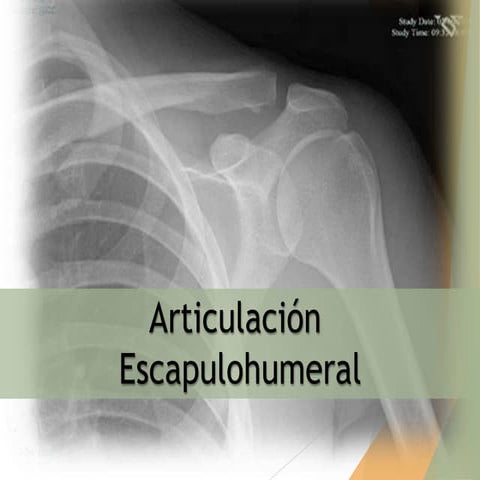 Articulación Escapulohumeral | PDF