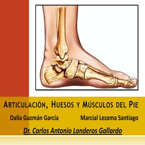 Articulación, huesos y músculos del pie | PPTX