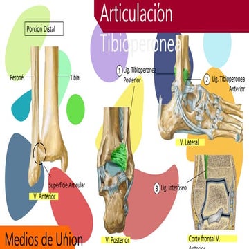 Anatomía de la Articulación Tibio-Peroneal.pptx