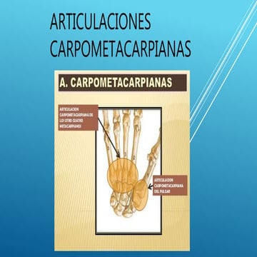 Articulación Carpometacarpiana