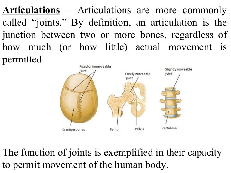 Articulations