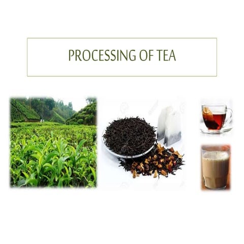 Process flow chart tea processing | PPTX