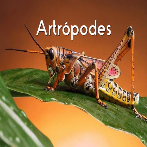 Artropodes