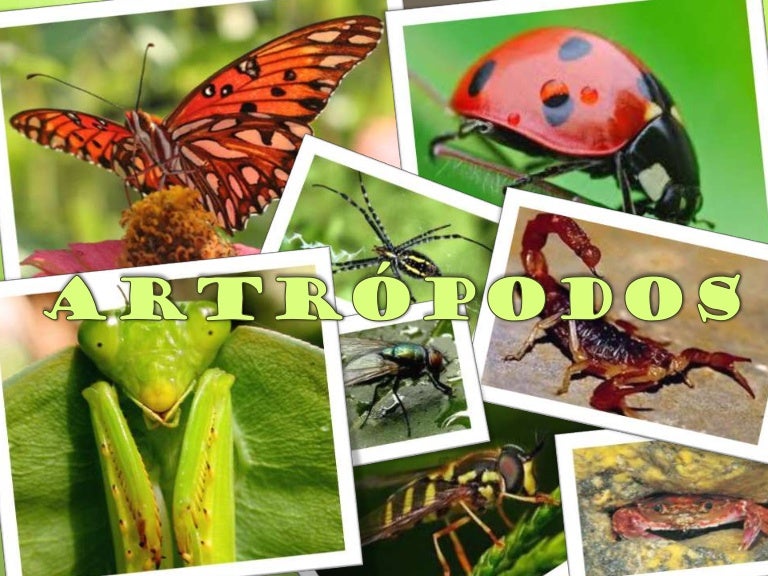 Artropodos