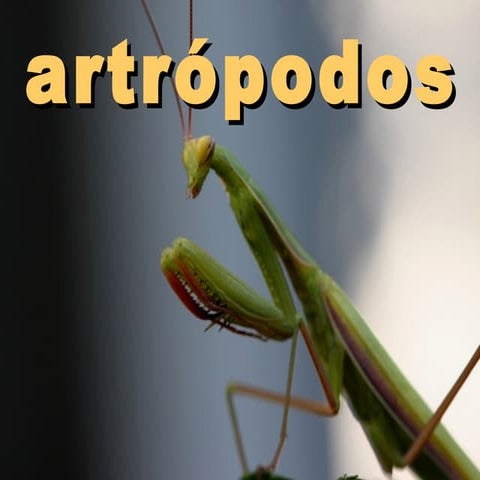 Artropodos | PPS