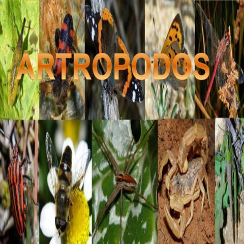Artropodos | PPTX