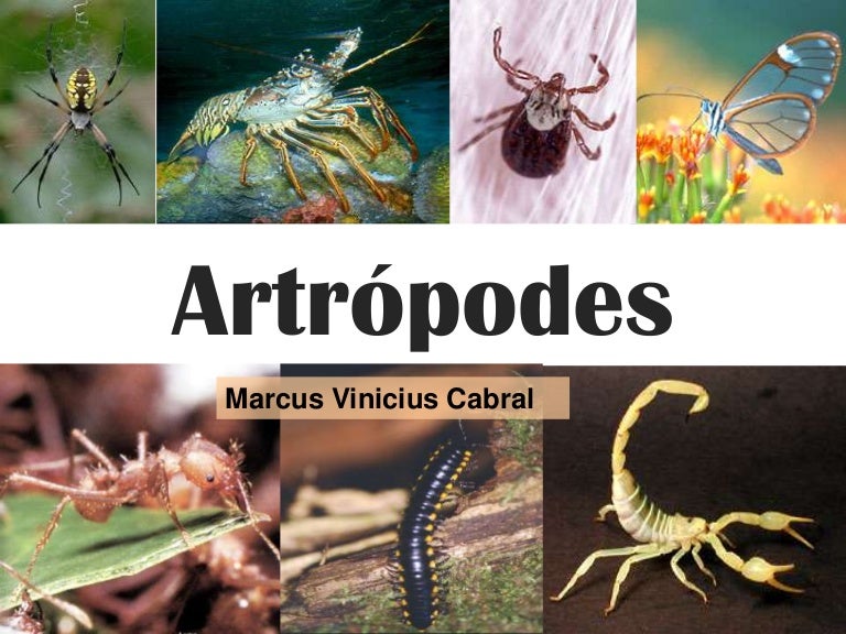 Artrópodes oficial