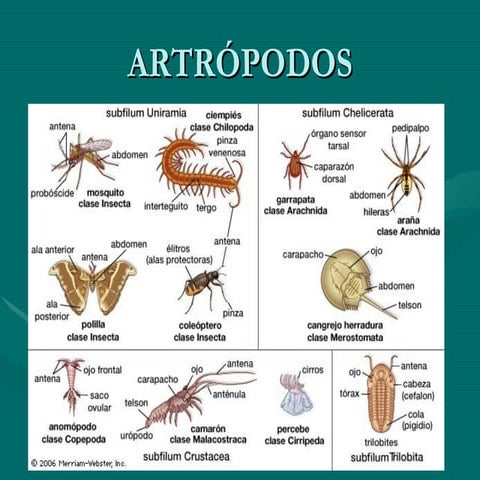 Artrópodos Ppt