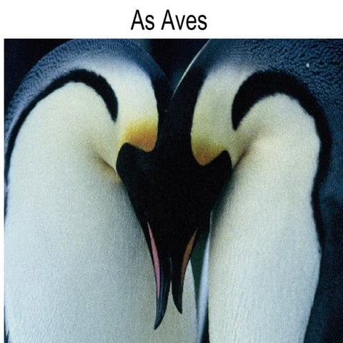 As Aves | PPT