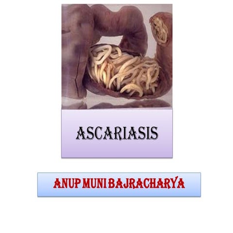 Ascariasis Parasitic Worm 'increases Women's Fertility' BBC News