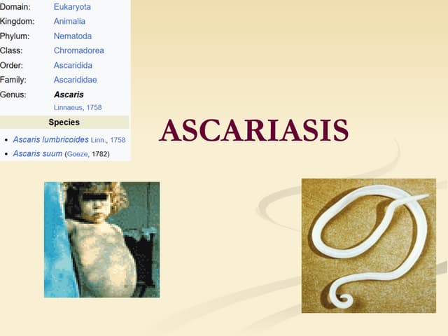 Ascaris lumbricoides | PPTX | Digestive Disorders | Diseases and Conditions
