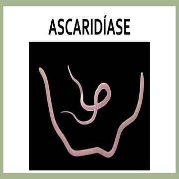 Ascaridíase - Lombriga - Ascaris Lumbricoides | PPT