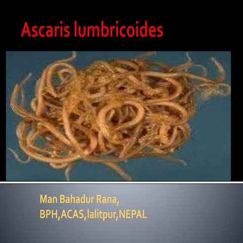 Ascaris lumbricoides | PPTX