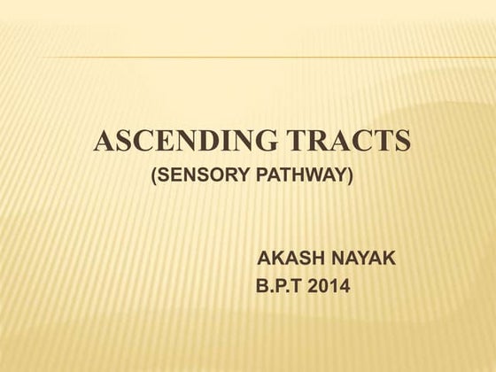 Medulla, Reticular Formation, Thalamus, and Hippocampus | PPT