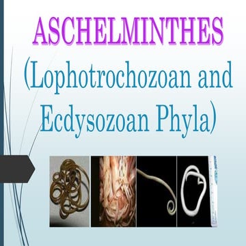 Aschelminthes (lophotrochozoan and ecdysozoan phyla) | PPTX