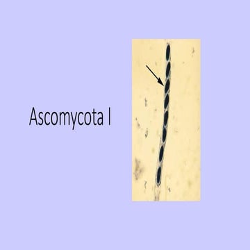 Ascomycota: características, definiciones | PPTX